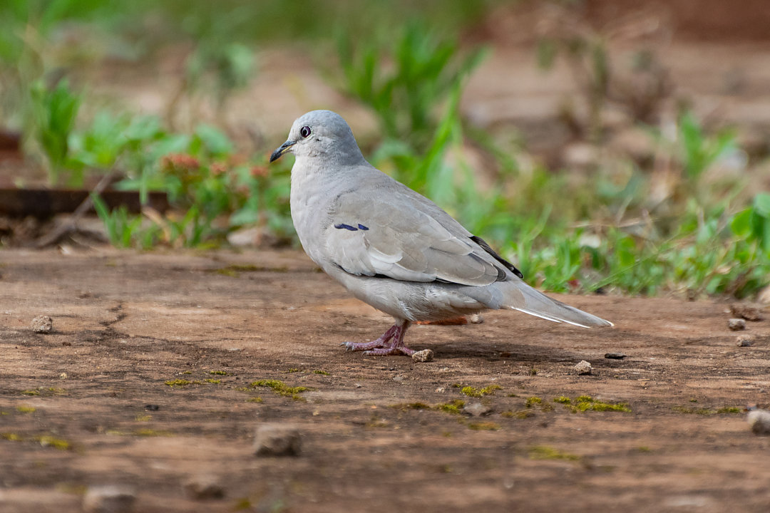 Foto rolinha-picuí (Columbina picui) Por Thiago Martins | Wiki Aves - A ...