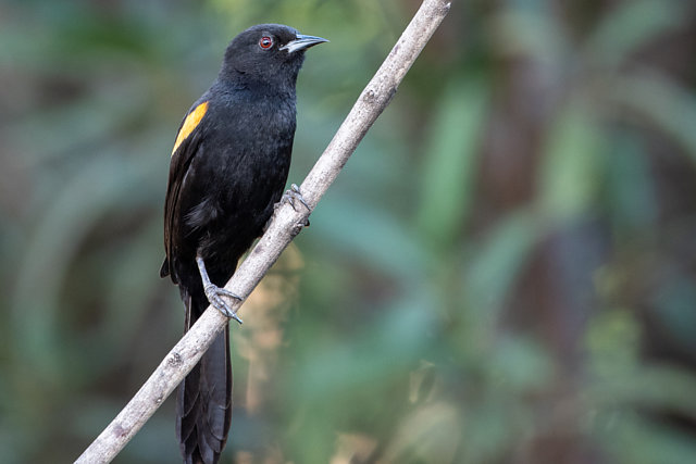 Foto encontro (Icterus pyrrhopterus) Por Antonio Gutierrez | Wiki Aves ...