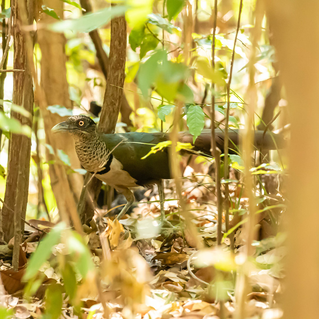 Foto jacu-estalo (Neomorphus geoffroyi) Por Joaquim Barros | Wiki Aves ...