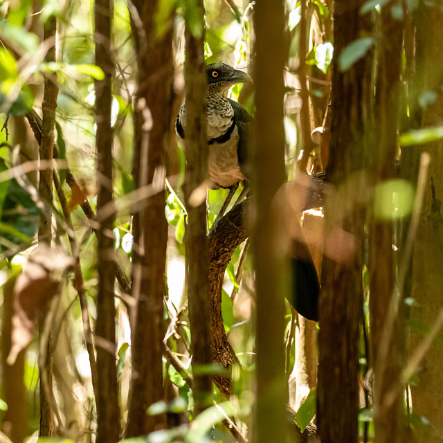 Foto jacu-estalo (Neomorphus geoffroyi) Por Joaquim Barros | Wiki Aves ...