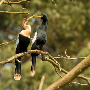 Anhingidae | WikiAves - A Enciclopédia das Aves do Brasil