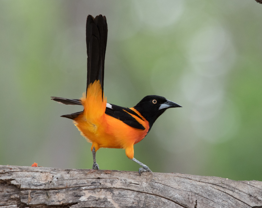 Foto corrupião (Icterus jamacaii) Por Antonio Gutierrez | Wiki Aves - A ...