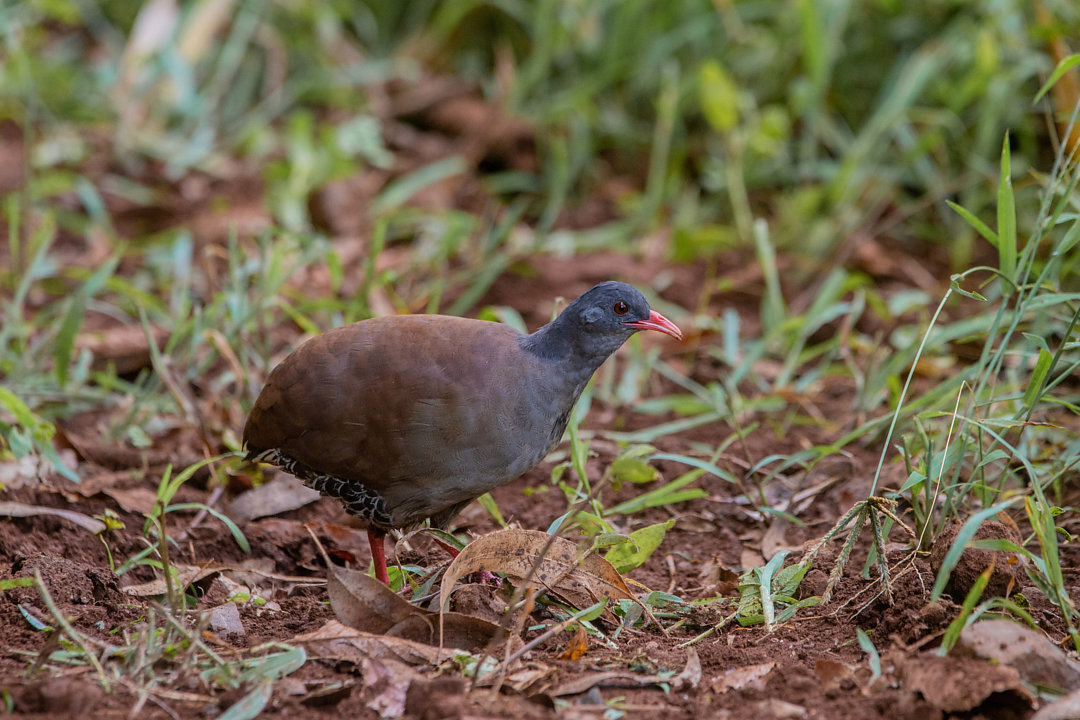 Foto inhambu-chororó (Crypturellus parvirostris) Por Gabriel Brutti ...
