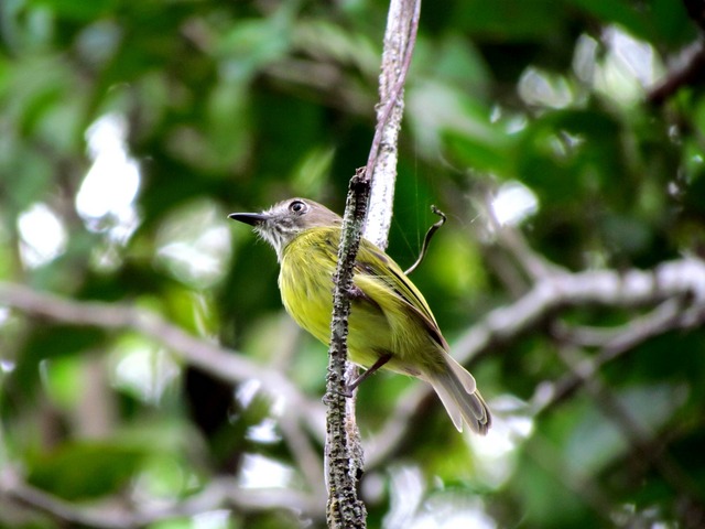 Foto sebinho-rajado-amarelo (Hemitriccus striaticollis) Por Fernando ...