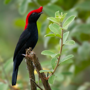soldadinho (Antilophia galeata) | WikiAves - A Enciclopédia das Aves do ...