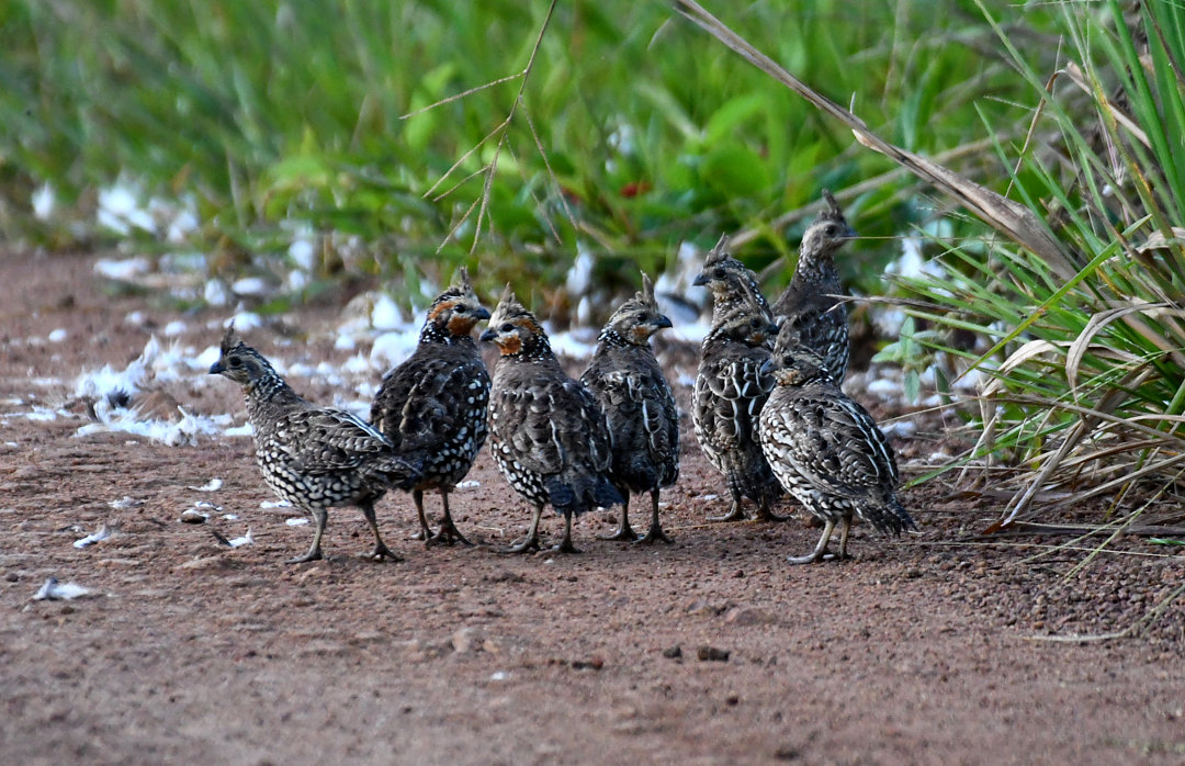 Foto uru-do-campo (Colinus cristatus) Por Eliane Zaltman | Wiki Aves ...
