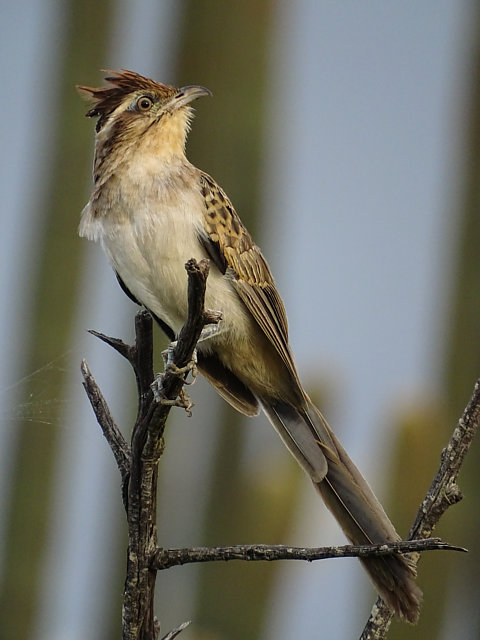 Foto saci (Tapera naevia) Por Helon Oliveira | Wiki Aves - A ...