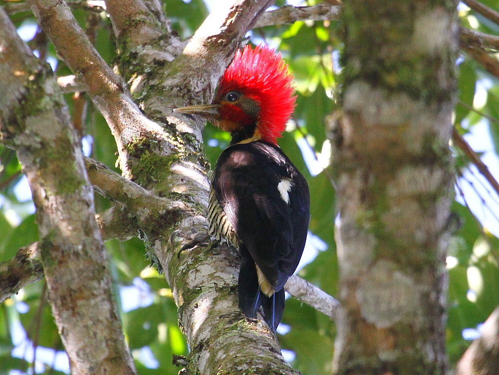 Foto pica-pau-de-cara-canela (Celeus galeatus) Por Luiz Rondini | Wiki Aves - A Enciclopédia das ...