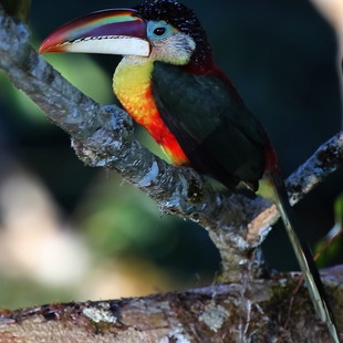 araçari-mulato (Pteroglossus beauharnaisii) | WikiAves - A Enciclopédia ...