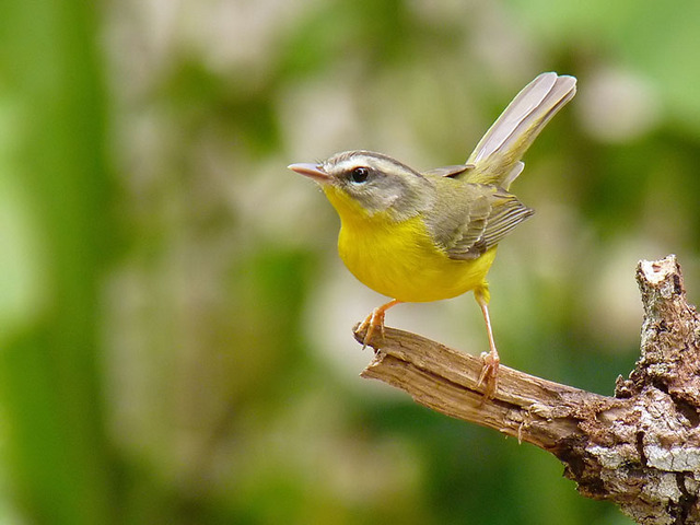 Foto pula-pula (Basileuterus culicivorus) Por André Adeodato | Wiki ...
