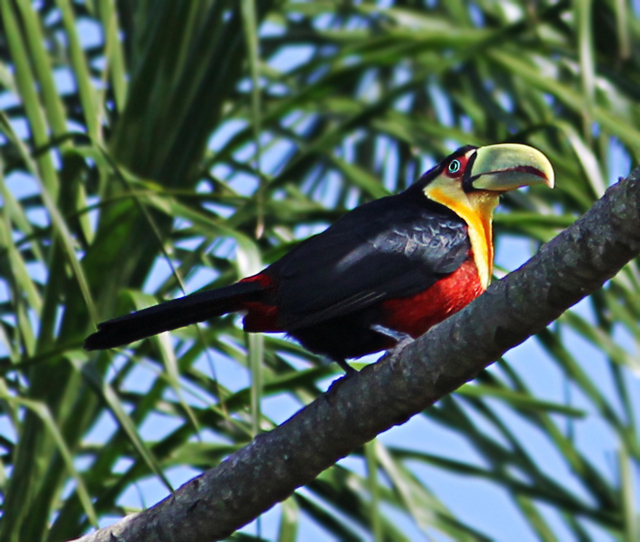 Foto tucano-de-bico-verde (Ramphastos dicolorus) Por Orlando Machado ...