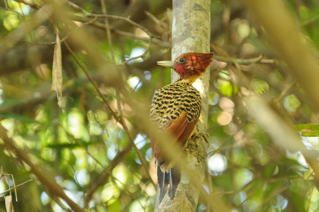 Foto pica-pau-lindo (Celeus spectabilis) Por Tomaz Melo | Wiki Aves - A ...
