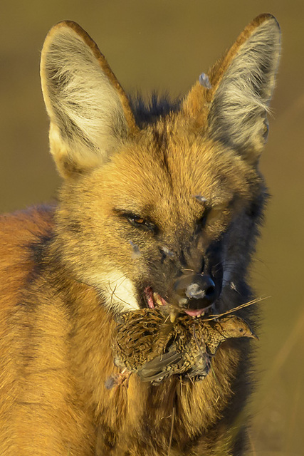 Tinamiformes | WikiAves - A Enciclopédia das Aves do Brasil