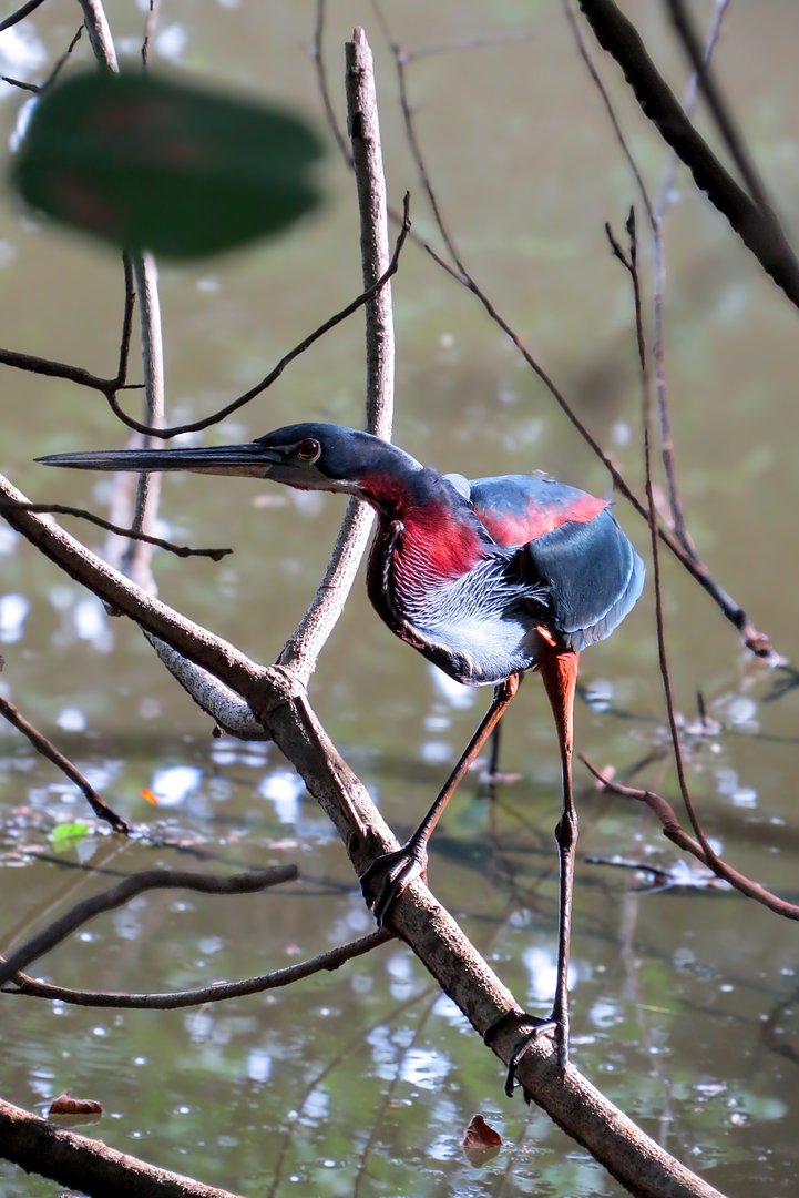 Foto garça-da-mata (Agamia agami) Por Matuzalem Nascimento | Wiki Aves ...