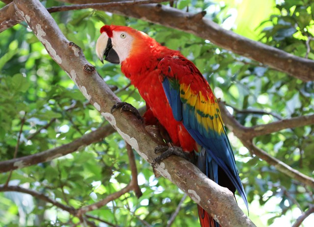 araracanga (Ara macao) | WikiAves - A Enciclopédia das Aves do Brasil