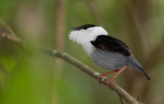 Foto rendeira (Manacus manacus) Por Douglas Fernandes | Wiki Aves - A ...