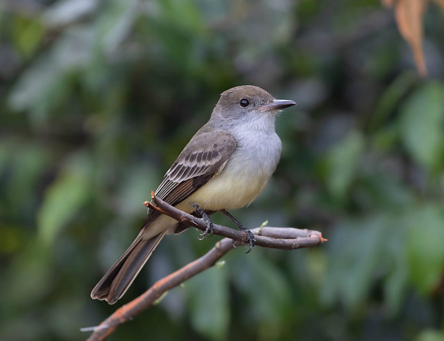 Foto maria-cavaleira-de-rabo-enferrujado (Myiarchus tyrannulus) Por ...