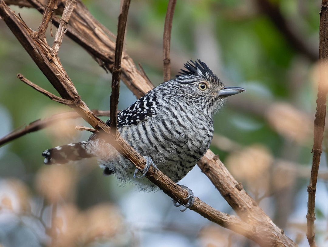Foto choca-barrada (Thamnophilus doliatus) Por Miguel Veronez | Wiki ...