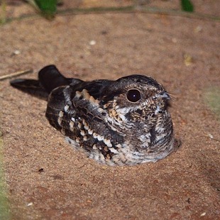 bacurau-chintã (Hydropsalis parvula) | WikiAves - A Enciclopédia das ...