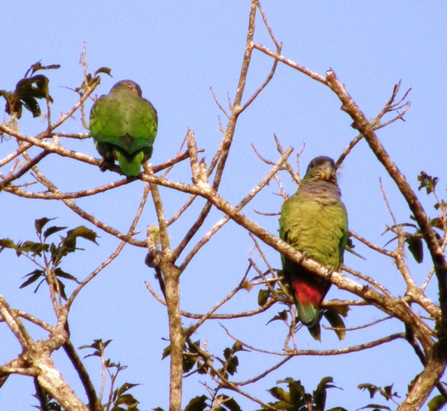 Foto maitaca-verde (Pionus maximiliani) Por Ivo Ghizoni-Jr. | Wiki Aves ...