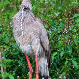 Cariamiformes | WikiAves - A Enciclopédia das Aves do Brasil
