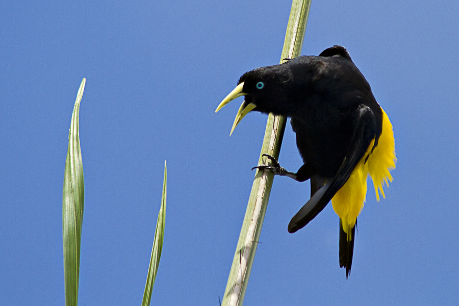 Foto xexéu (Cacicus cela) Por Pepe Mélega | Wiki Aves - A Enciclopédia ...