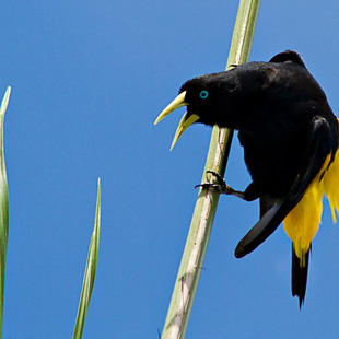 xexéu (Cacicus cela) | WikiAves - A Enciclopédia das Aves do Brasil