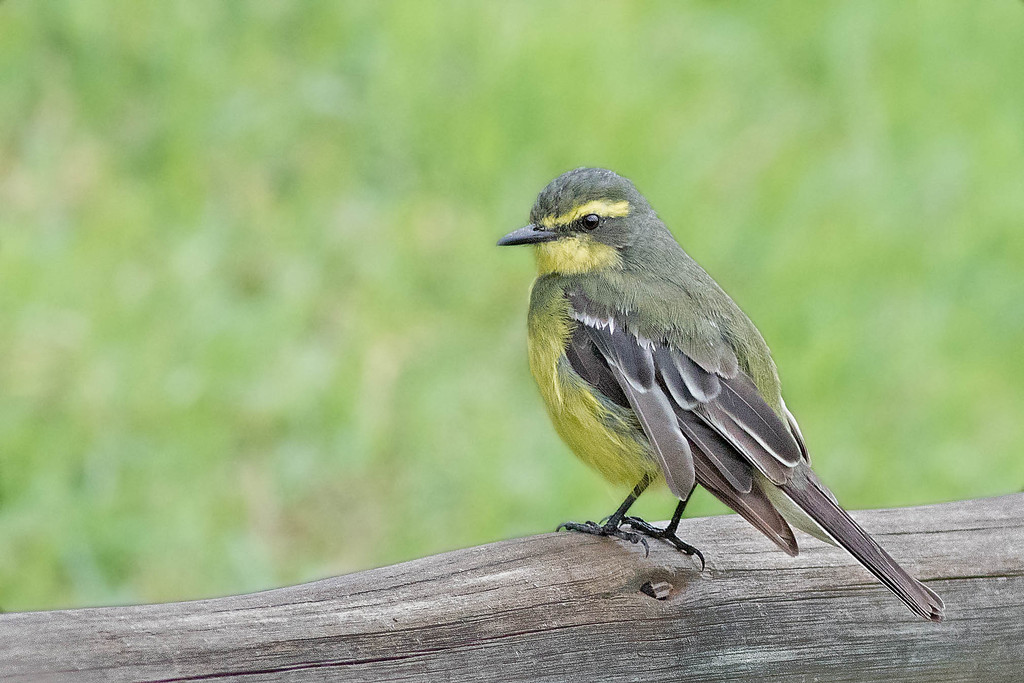 Foto suiriri-pequeno (Satrapa icterophrys) Por Fernanda Fernandes ...