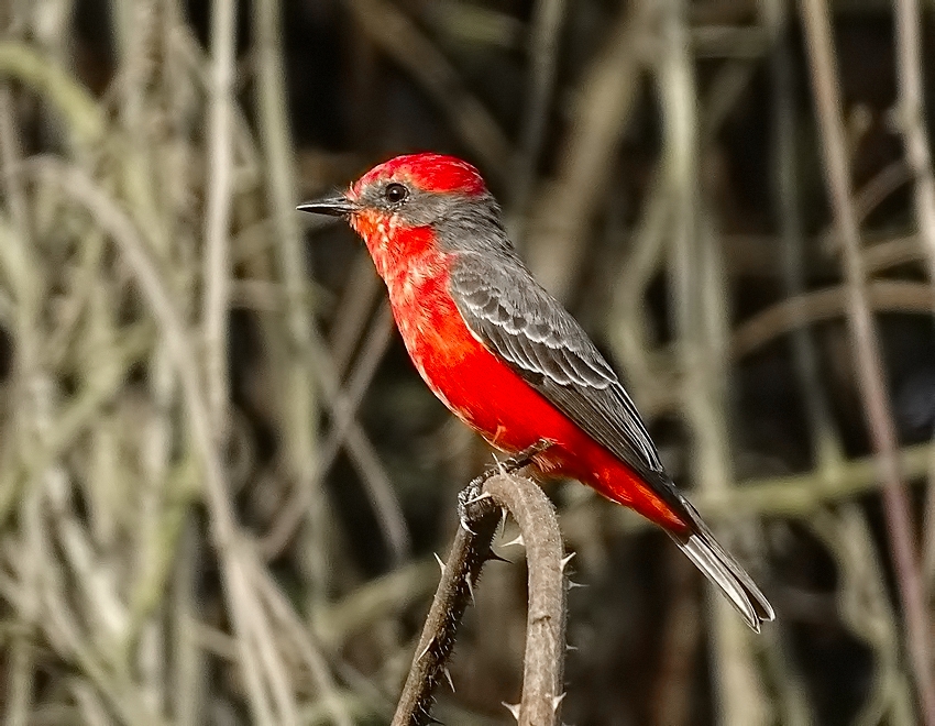 Foto príncipe (Pyrocephalus rubinus) Por Odilon Simões Corrêa | Wiki ...