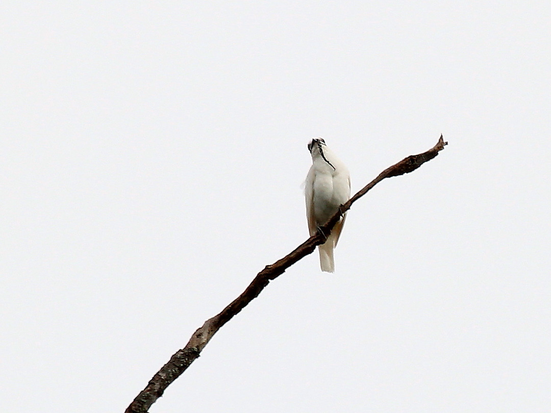 Foto araponga-da-amazônia (Procnias albus) Por Augustinho Nery | Wiki ...