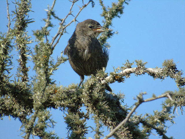 Foto chupim (Molothrus bonariensis) Por João Batista Corso | Wiki Aves ...