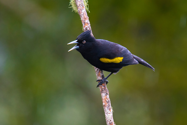 Foto tecelão (Cacicus chrysopterus) Por Marcelo Telles | Wiki Aves - A ...