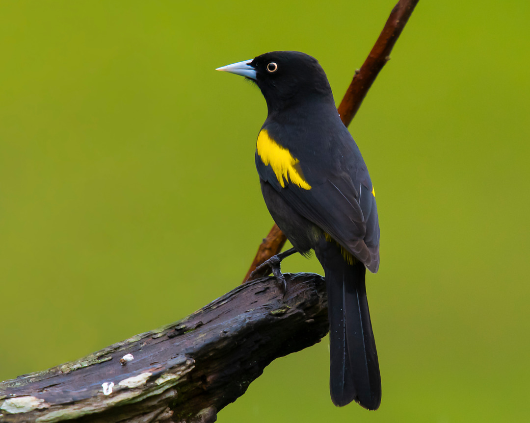 Foto tecelão (Cacicus chrysopterus) Por Marcelo Telles | Wiki Aves - A ...