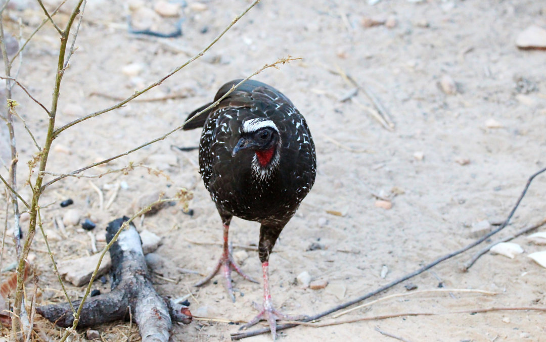 Foto jacucaca (Penelope jacucaca) Por Luiz Gonzaga | Wiki Aves - A ...