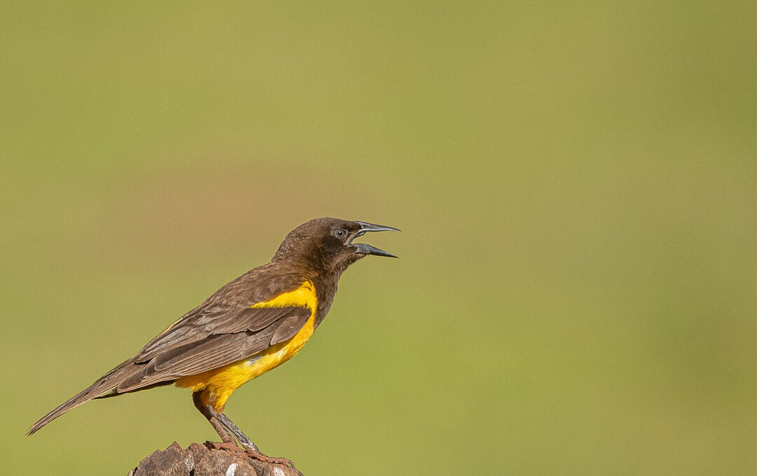 Foto chupim-do-brejo (Pseudoleistes guirahuro) Por José Pireni | Wiki ...
