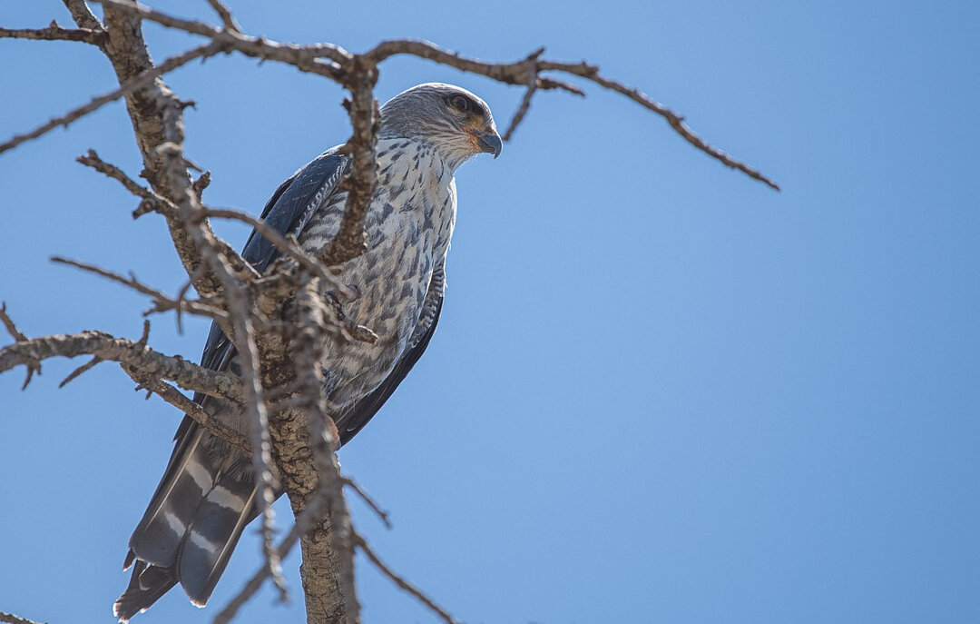 Foto sovi (Ictinia plumbea) Por José Pireni | Wiki Aves - A ...