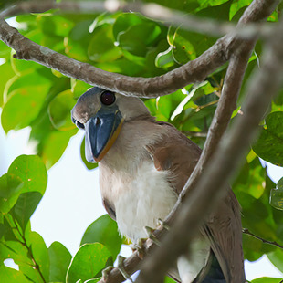 arapapá (Cochlearius cochlearius) | WikiAves - A Enciclopédia das Aves ...