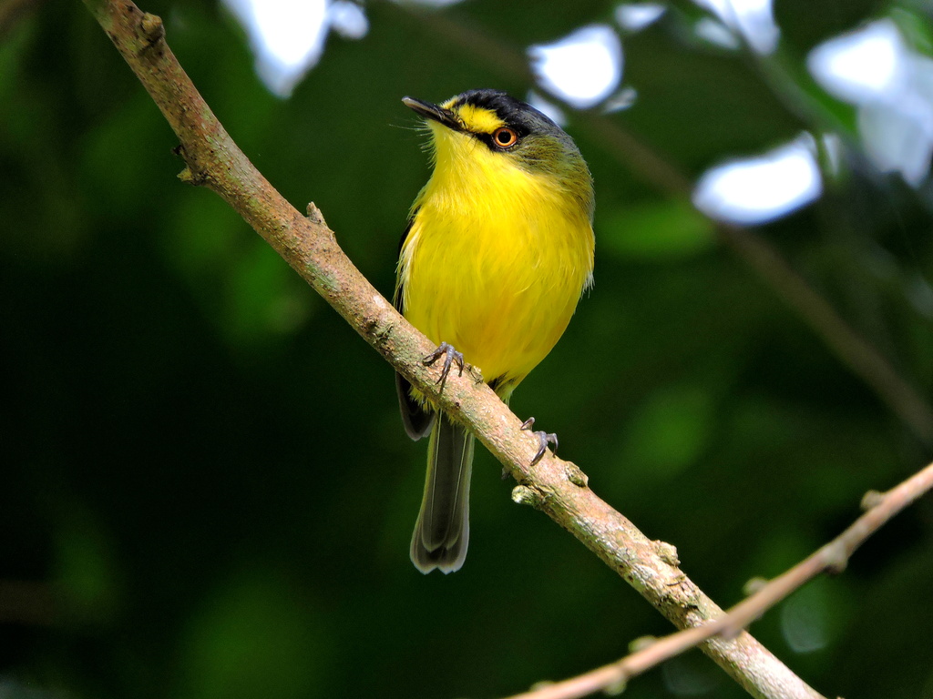 Foto teque-teque (Todirostrum poliocephalum) Por Arjuna Sundara | Wiki ...