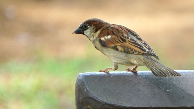 Foto pardal (Passer domesticus) Por Moacir dos Santos | Wiki Aves - A ...