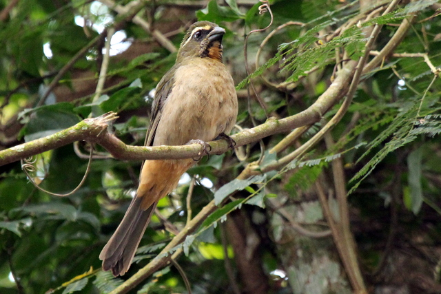 Foto bico-grosso (Saltator maxillosus) Por Pedro Sessegolo | Wiki Aves ...