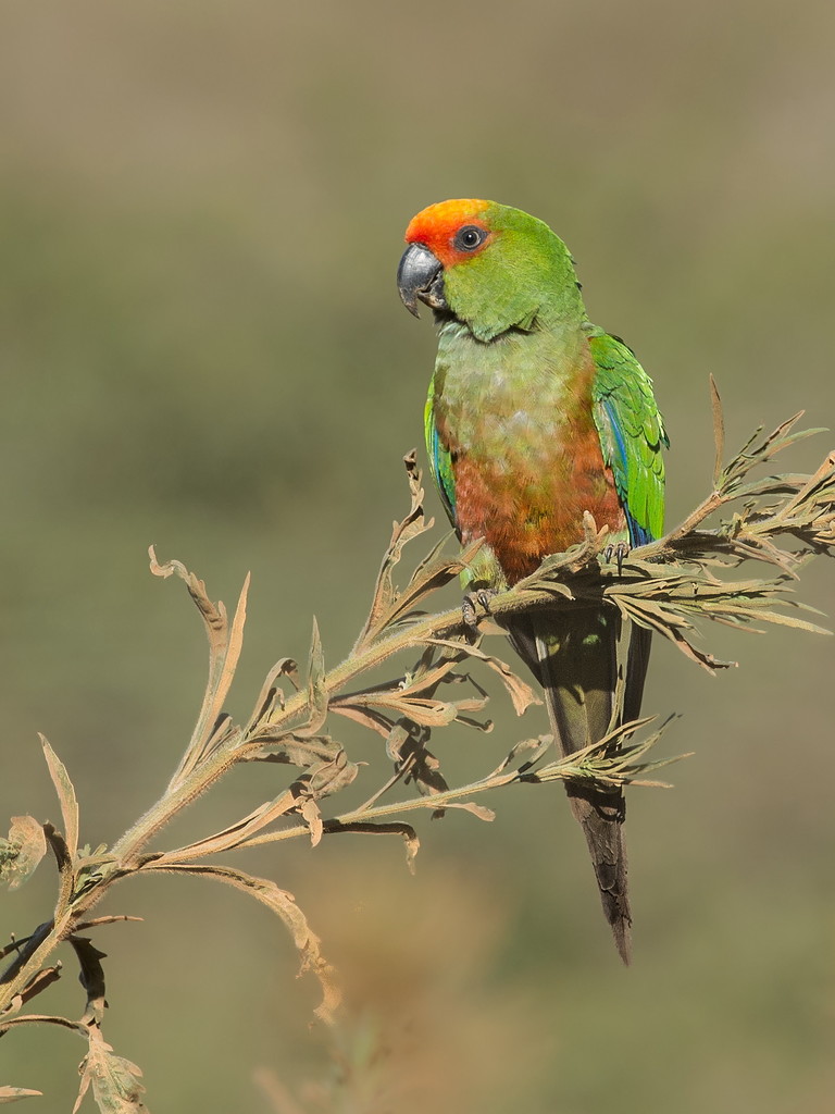Foto jandaia-de-testa-vermelha (Aratinga auricapillus) Por Guto ...