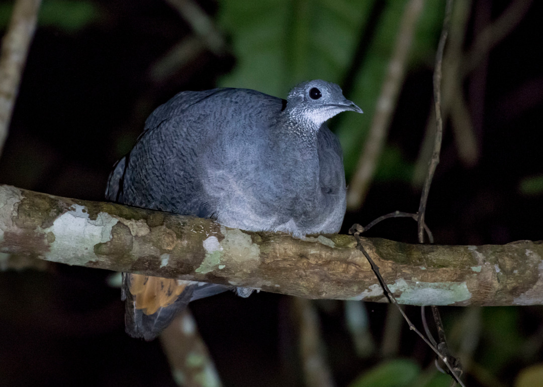 Foto azulona (Tinamus tao) Por Jose Maria V. Franco | Wiki Aves - A ...