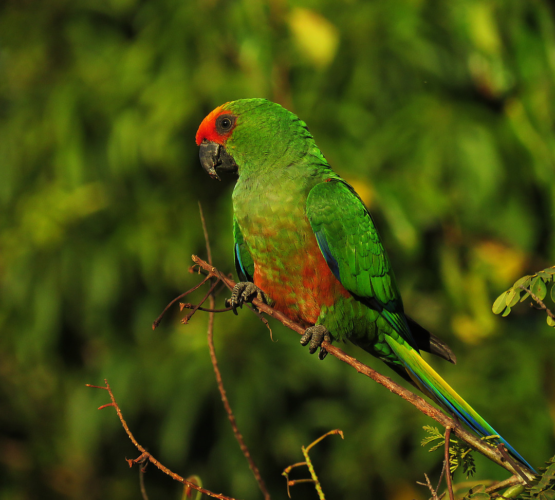 Foto jandaia-de-testa-vermelha (Aratinga auricapillus) Por Luciano ...