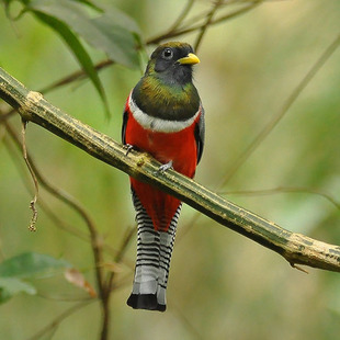 Trogoniformes | WikiAves - A Enciclopédia das Aves do Brasil