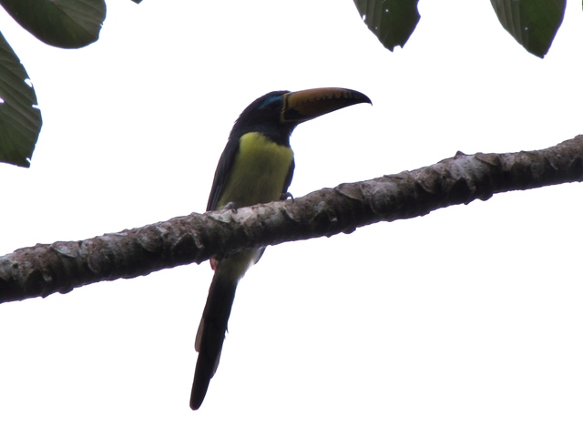 Foto araçari-de-bico-riscado (Pteroglossus inscriptus) Por Carlos ...