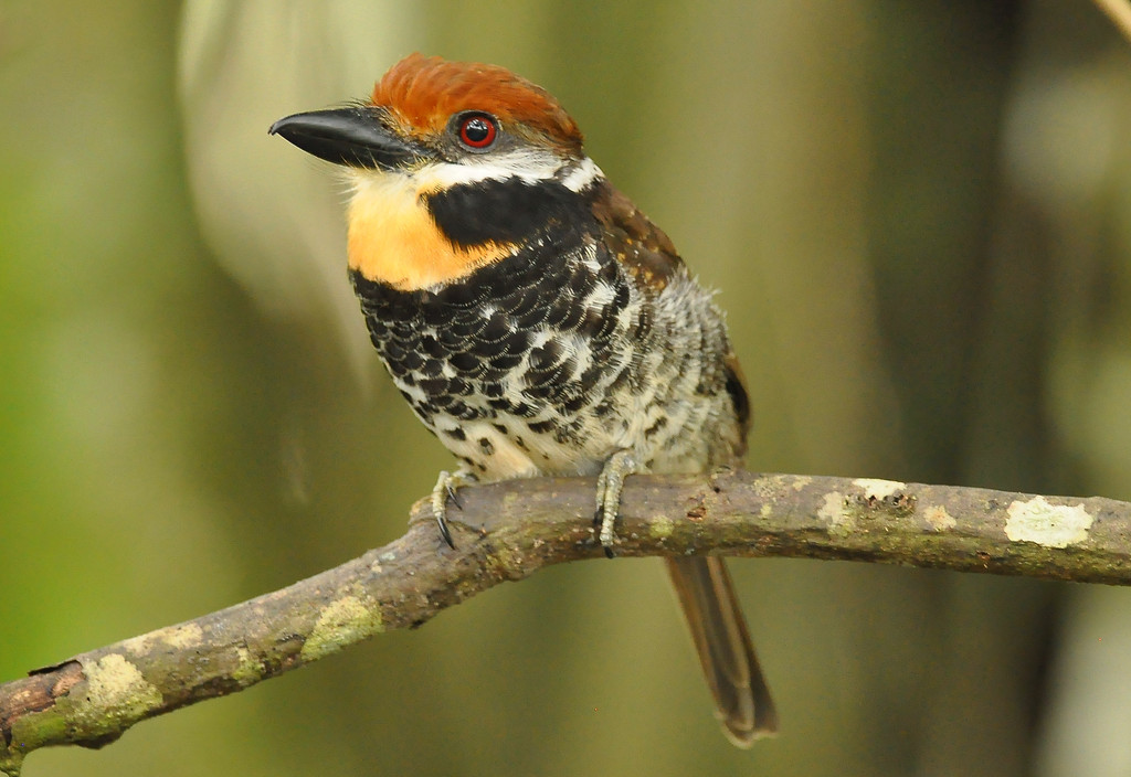 Foto rapazinho-carijó (Tamatia tamatia) Por Robson Czaban | Wiki Aves ...