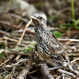 sabiá-do-campo (Mimus saturninus) | WikiAves - A Enciclopédia das Aves ...