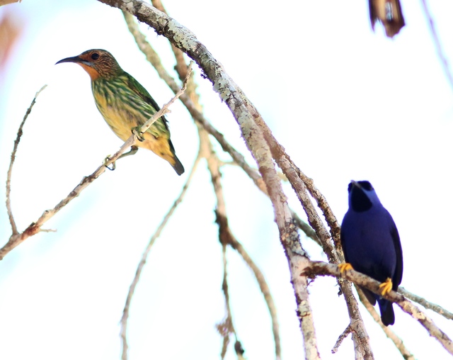 Foto saí-de-perna-amarela (Cyanerpes caeruleus) Por Jorge Correia Neto ...