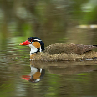 Gruiformes | WikiAves - A Enciclopédia das Aves do Brasil