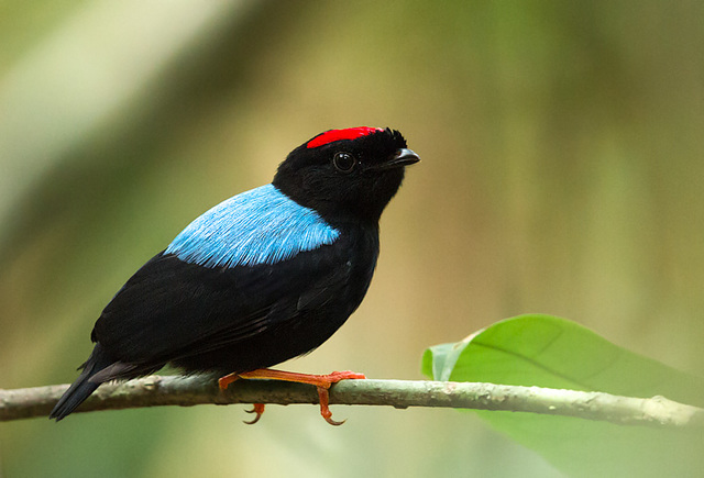 tangará-príncipe (Chiroxiphia pareola) | WikiAves - A Enciclopédia das ...